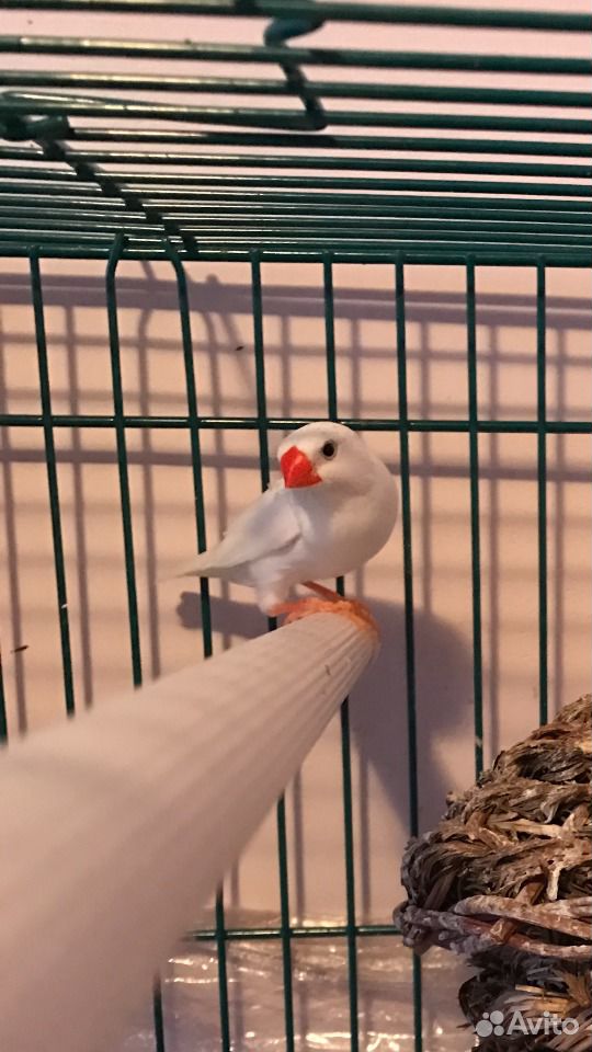 Амадины с клеткой