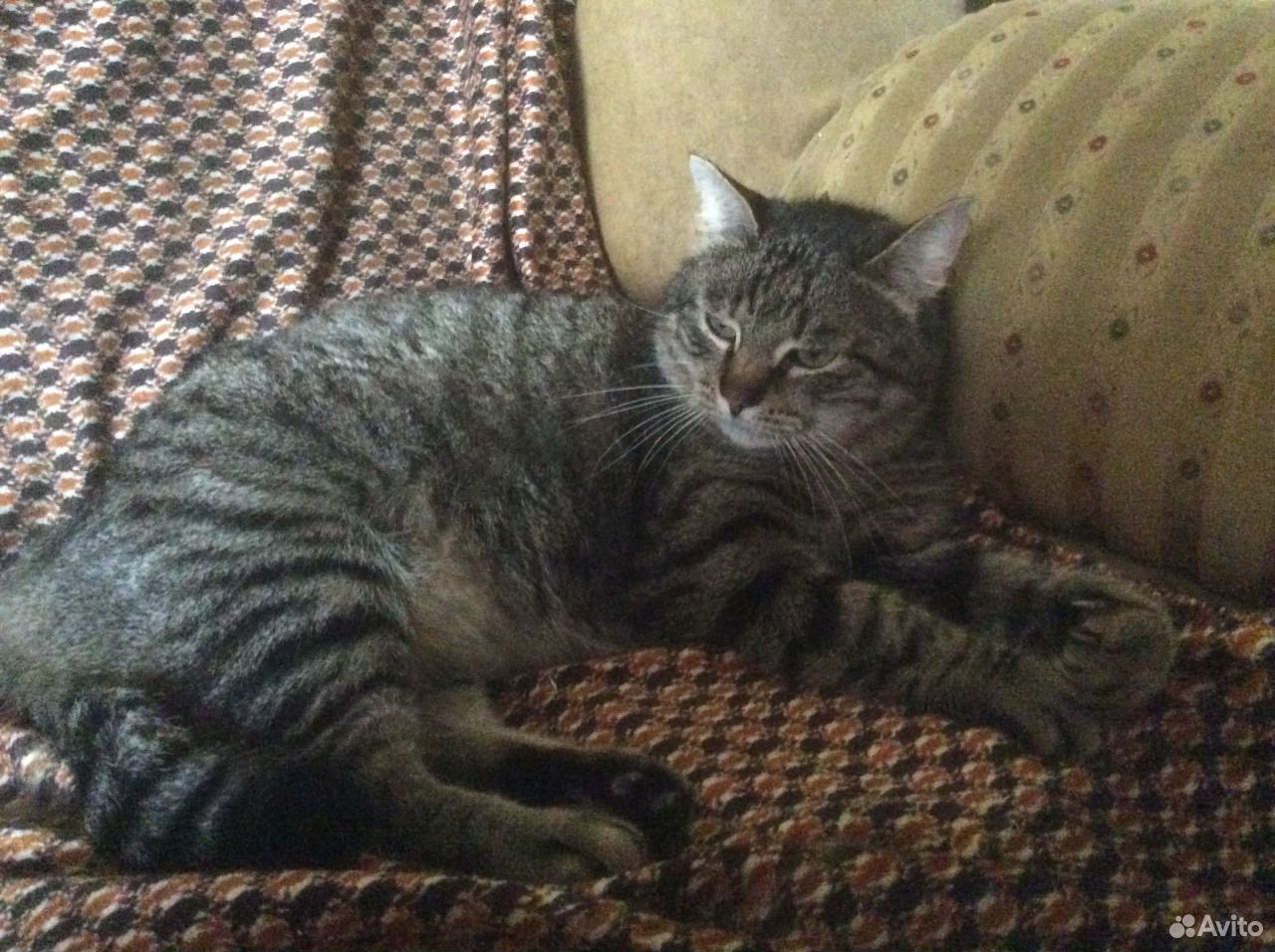 Котяра ищет дом