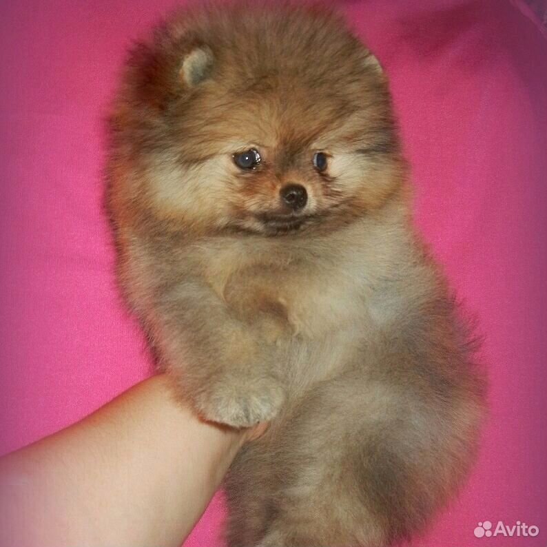 Есения, Елисей и много друзей