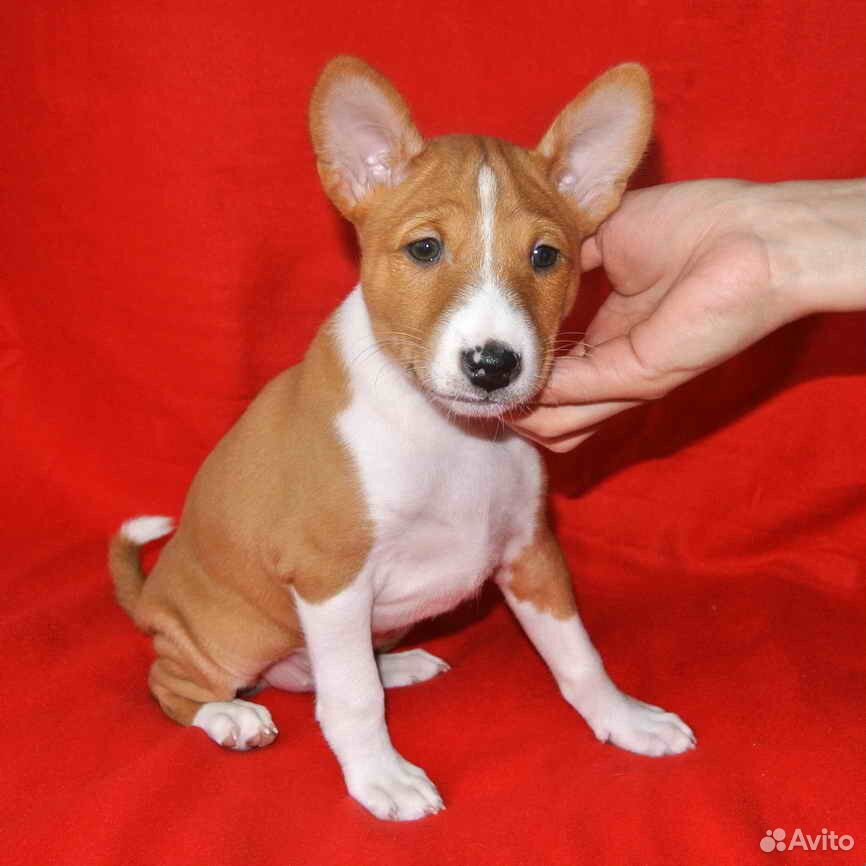 Мальчик Жан Жак породы Басенджи