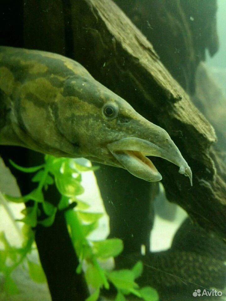 Мастацембел