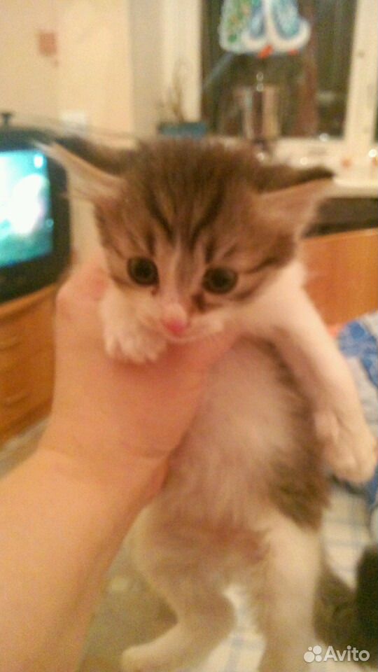 Котенок Антошка