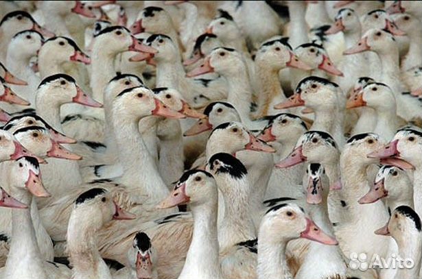 Муларды суточные и подрощенные