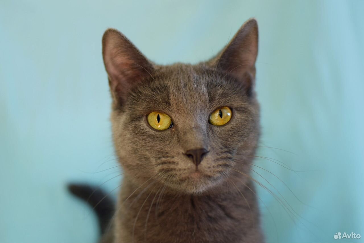 Отдаю кошку метис русской голубой в добрые руки