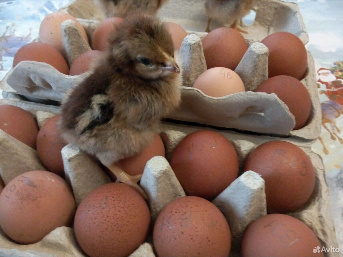 Цыплята куры