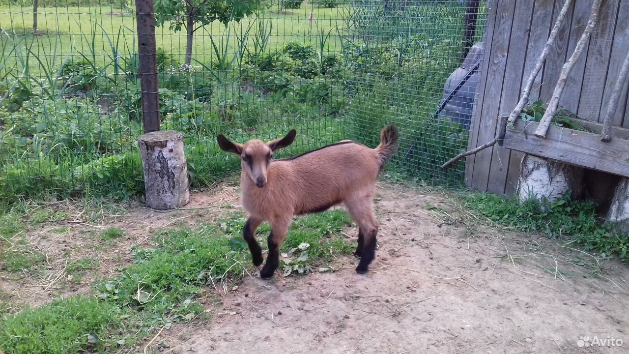 Козочка чешская 1.5 мес