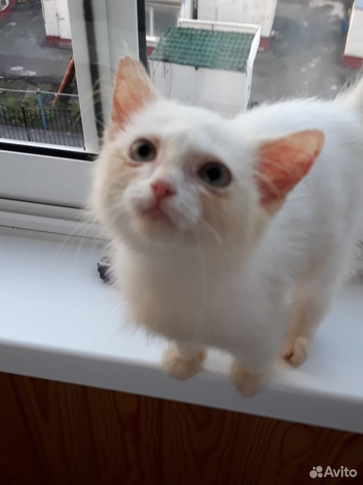 Котенок-малыш вытащен из-под колес