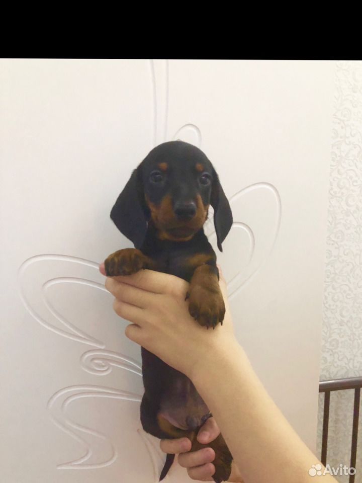 Щенки Таксы - классика