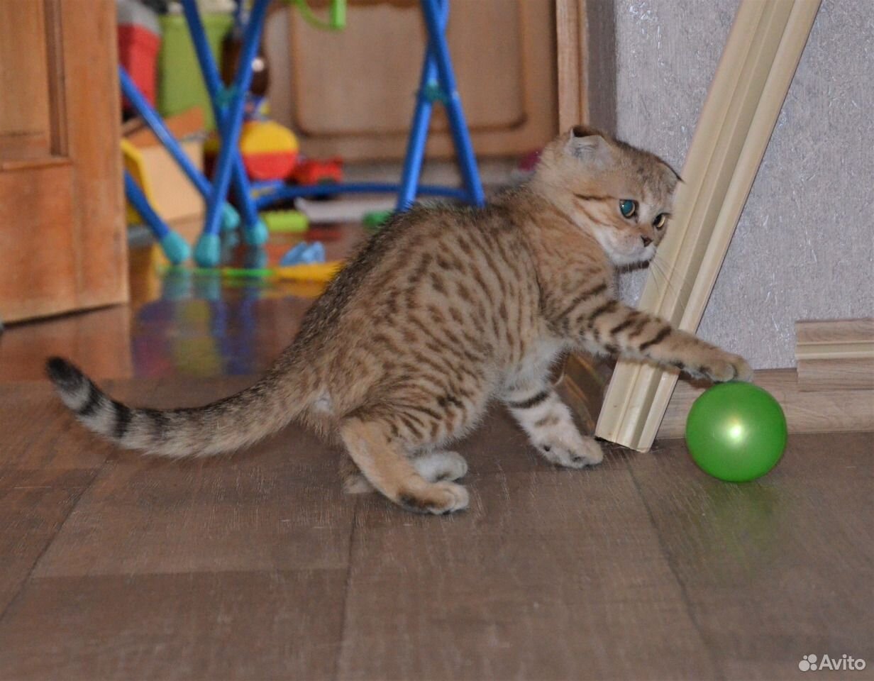 Красивый шотландский вислоухий котенок девочка