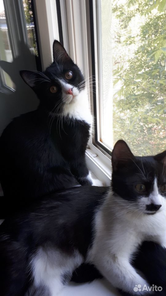 Котики-мальчики 5 мес