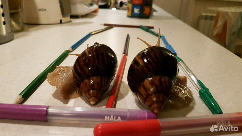 Гиганские улитки ахатина