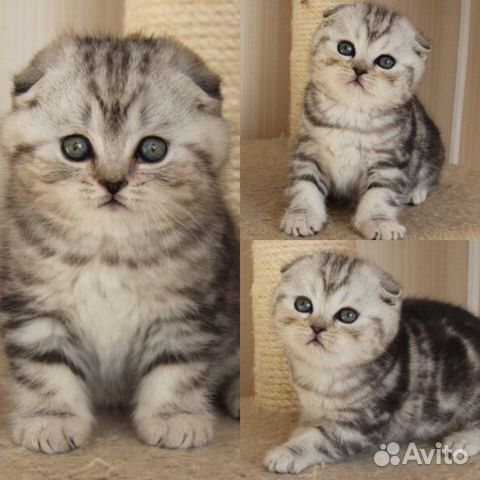 Очаровательные серебристо-черные мраморные малыши