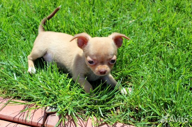 Супер детки чихуа-хуа от заводчика