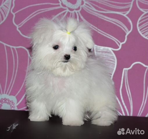 Уникальные размеры, есть микро и мини, стандарт