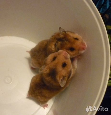 Хомячки сирийские малыши