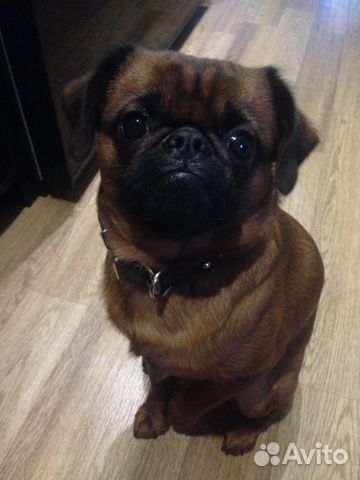 Вязка Пти Брабансон Грифон Кобель