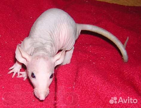 Крысята сфинксы, рексы, заморозка