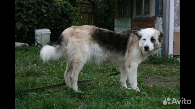 Собака 10 лет