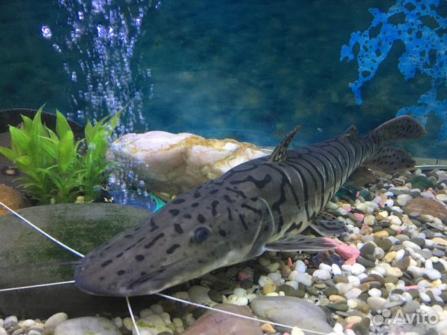 Псевдоплатистома