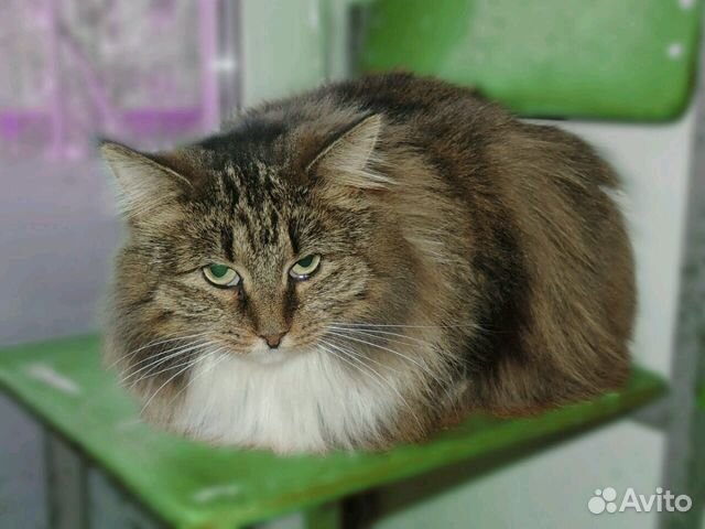 Сибирская кошка Муся 1 год стерилизована
