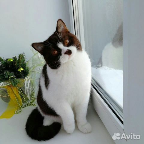 Британские шоколадные котята. Питомник Ellinweiss