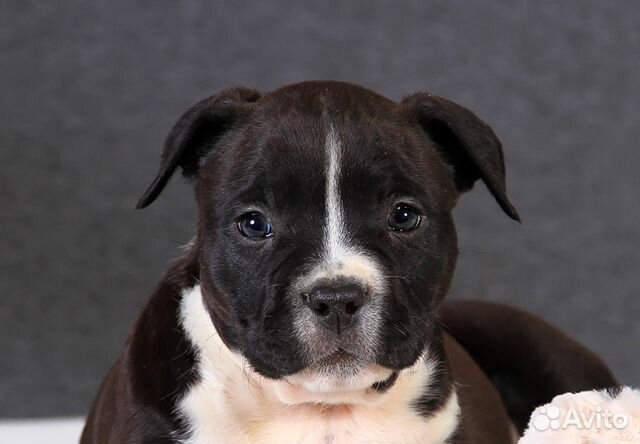 Девочки амстаффа 1,5 месяца