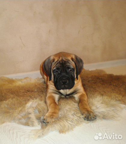 Щенок бульмастифа