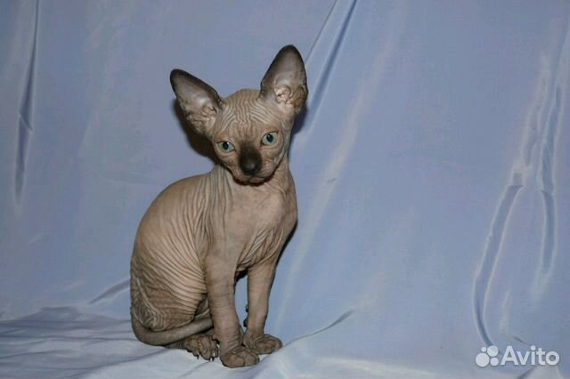 Малыши ищут семью