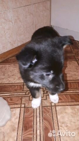Добрый и ласковый щенок 2 меяца в добрые руки