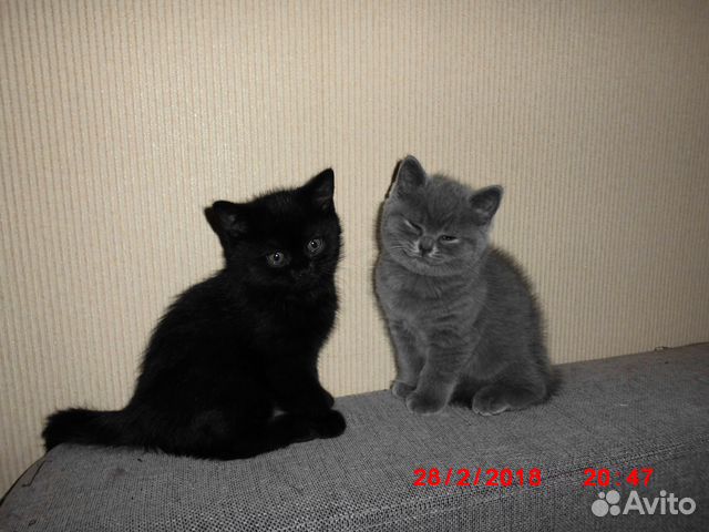 Продаются очаровательные котята британской породы