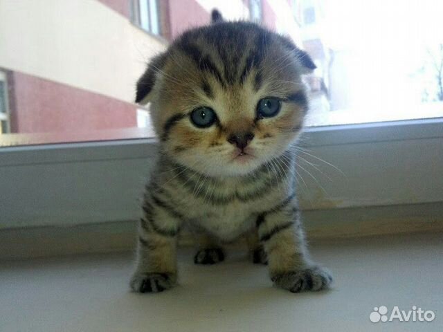 Вислоухий котенок (Скоттиш фолд)