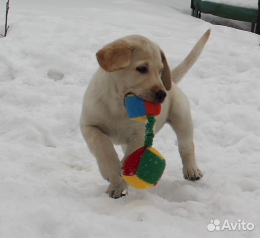 Роскошный палевый кобель от родителей-Чемпионов