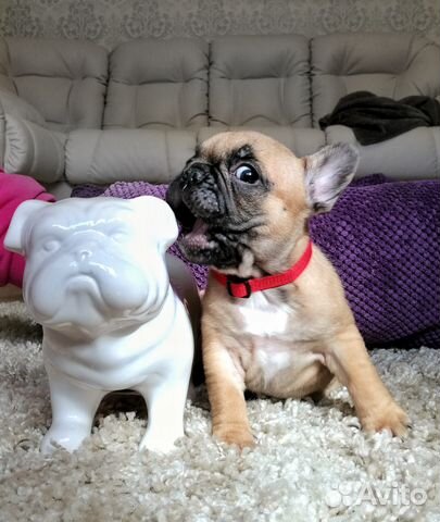 Настоящий Французский Бульдог