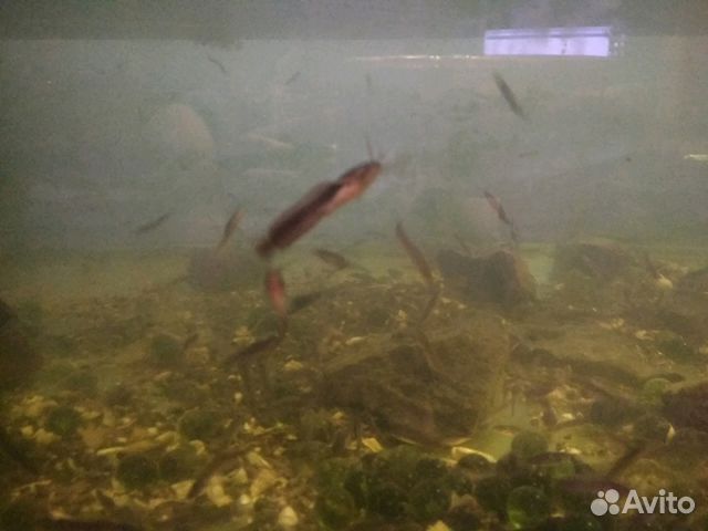 Мраморный клариевый сом