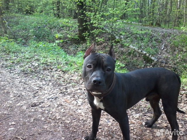 Отдам Питбуля