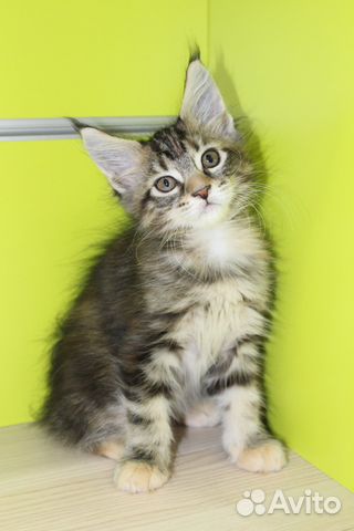 2 замечательные куночки