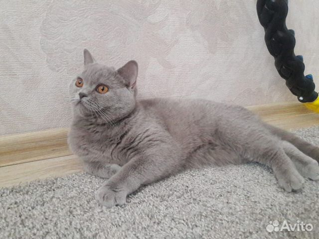 Продаю кошку