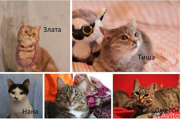 Хвостики симпатяжки ищут мам и пап