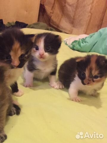 Отдаём малышей