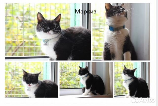 Котик игривый, возраст меньше годика, лапочка