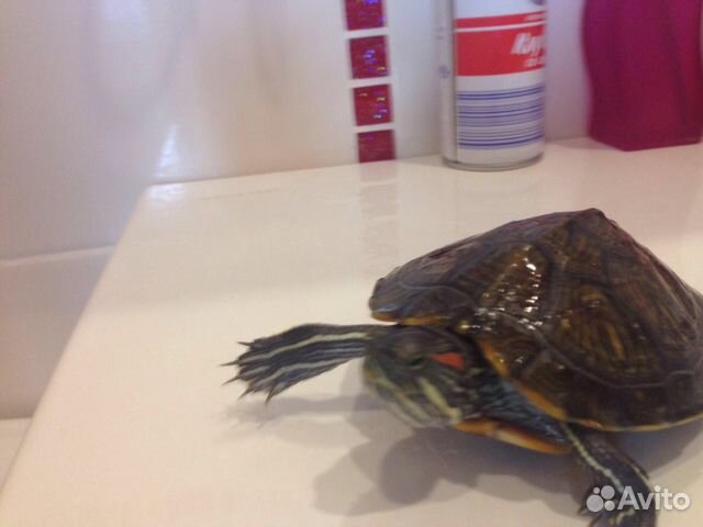 Черепахи красноухие