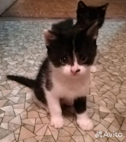 Милейшие котятки в дар