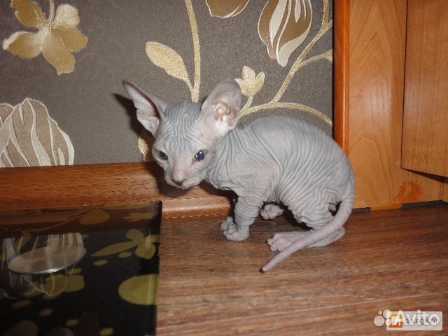 Девочка донской сфинксик