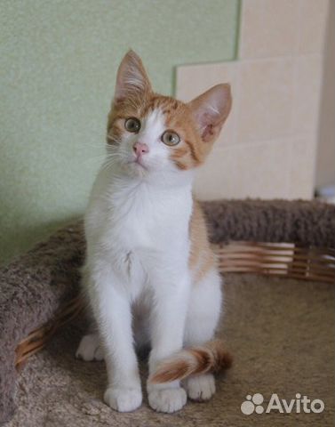 Котёнок в добрые руки