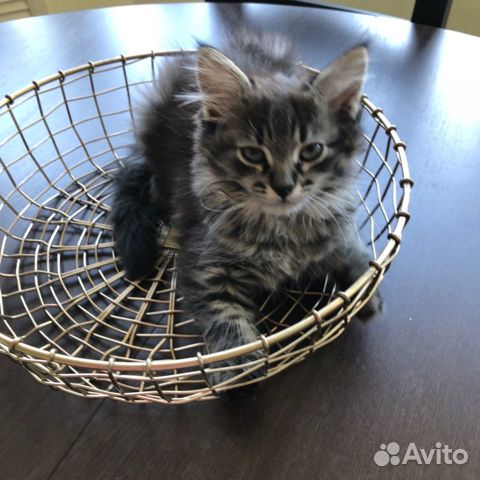 Котят сибиряки в надежные руки