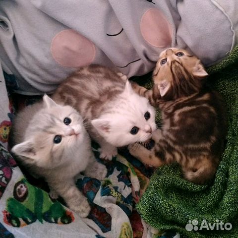 Чудесные плюшевые британские котята