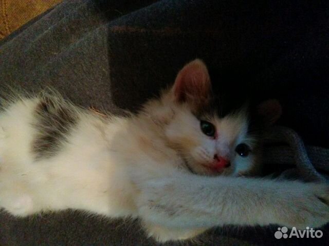 Котенок примерно 2мес