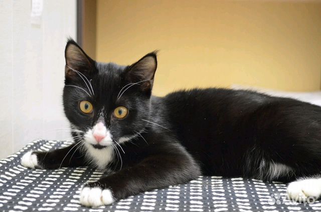 Котик Кеша ждёт любящих хозяев