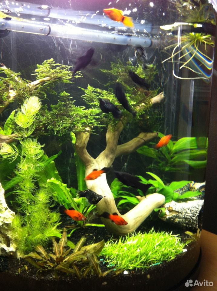 Пецилии редиски, наяс банка, Криптокорина, мох