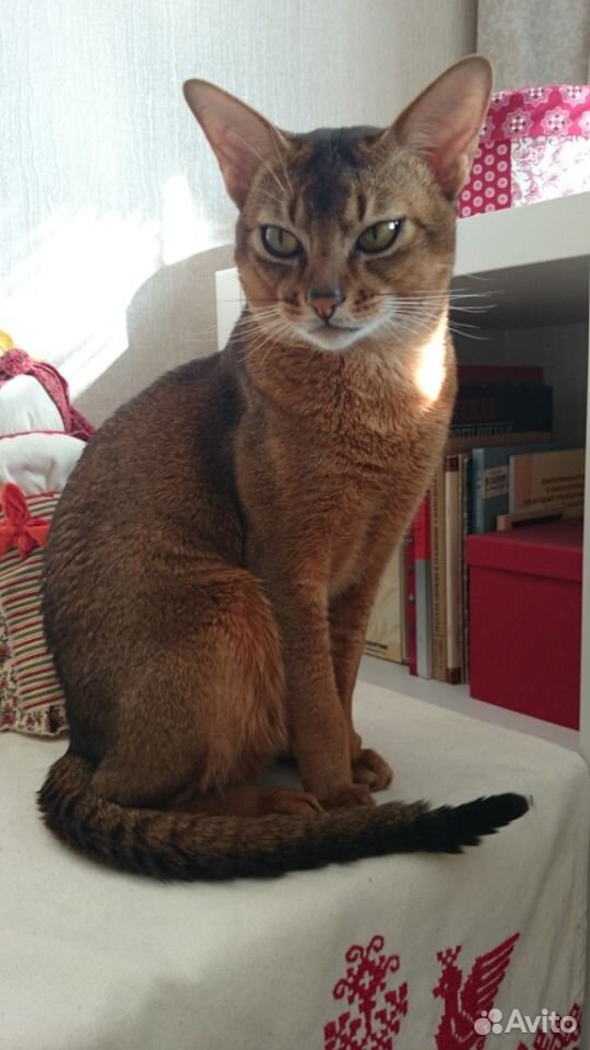 Котята от кота абиссинской породы